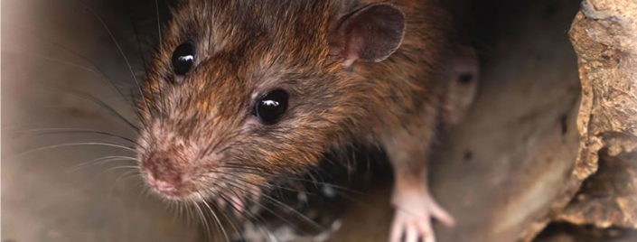 Ratten und Mäuse » MAUSFREI Schädlingsbekämpfung Köln